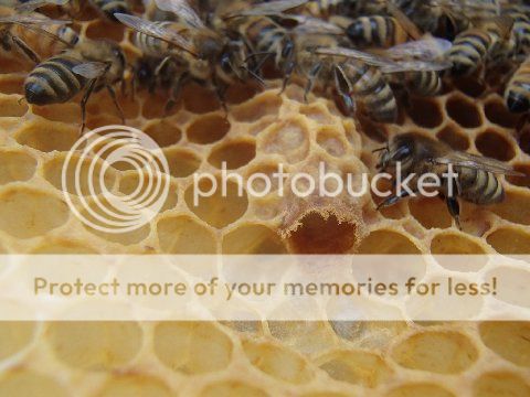The quality of queens raised from emergency cells? | Beesource Beekeeping Forums